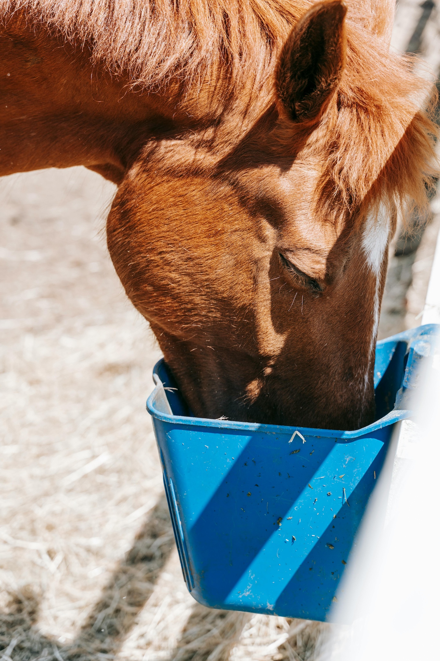 The Pros & Cons Of Molasses For Horses