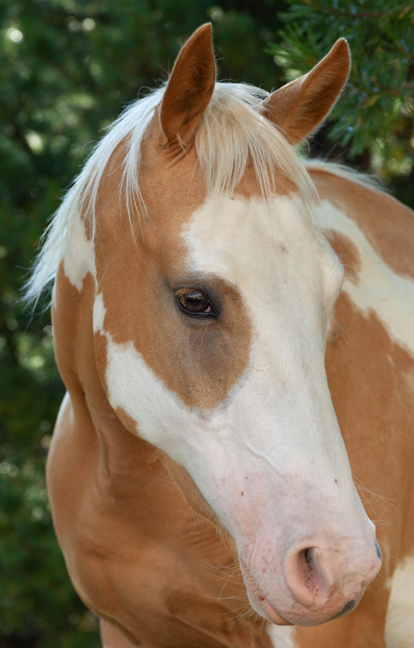 American Paint Horse