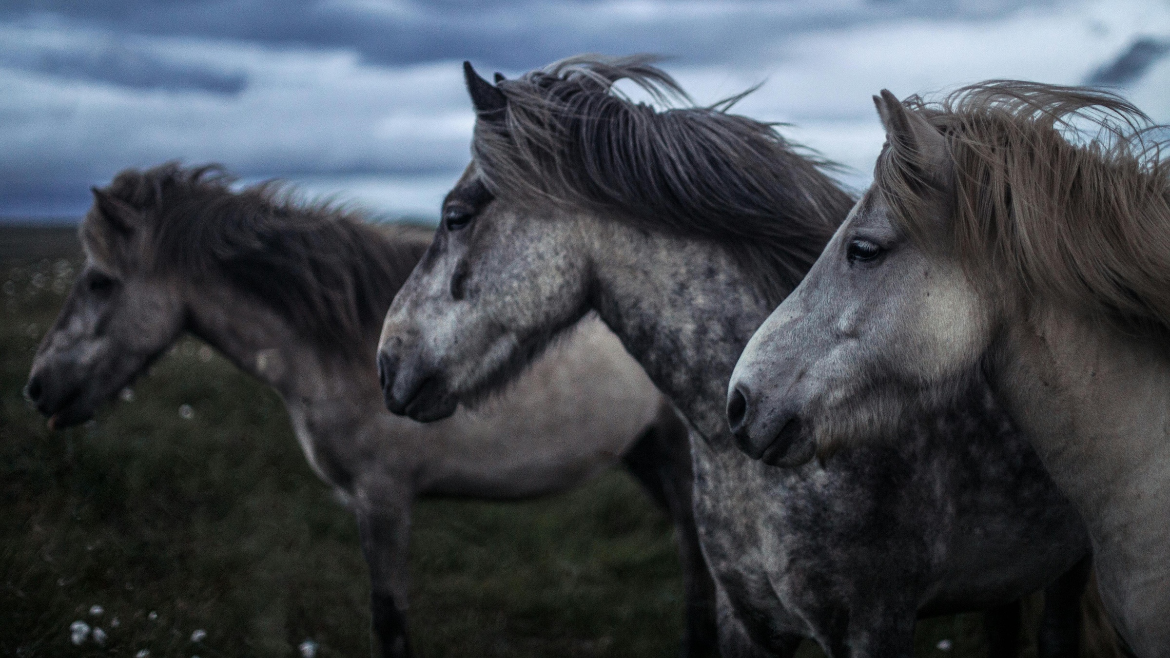 5 Different Oils For Your Horse's Mane & Tail