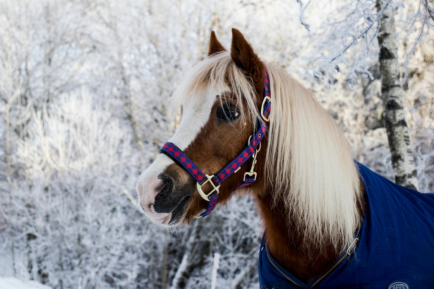Top 15 Winter Horse Hacks