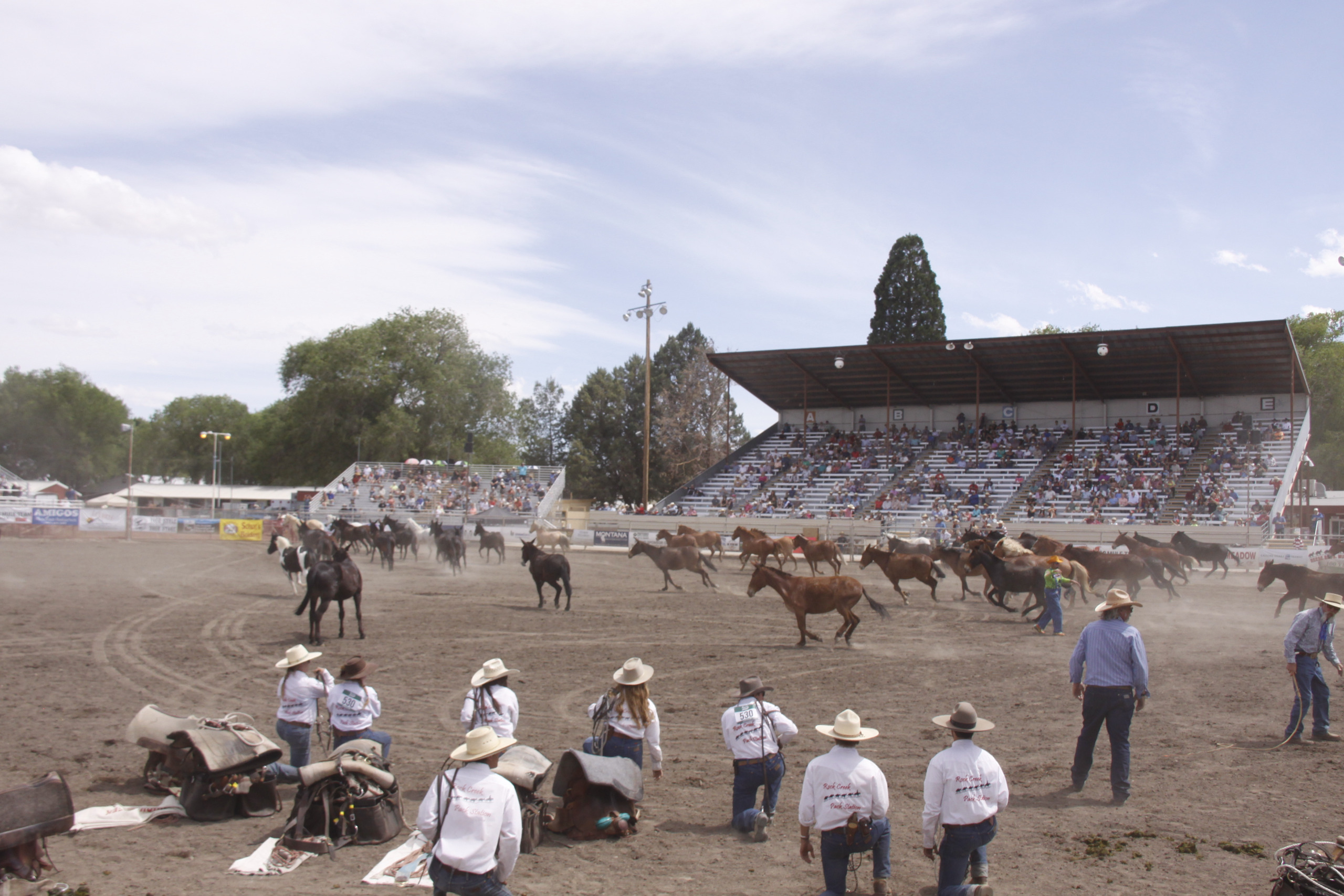 Bishop Mule Days: Showcasing The Strength, Agility, and Versatility Of ...