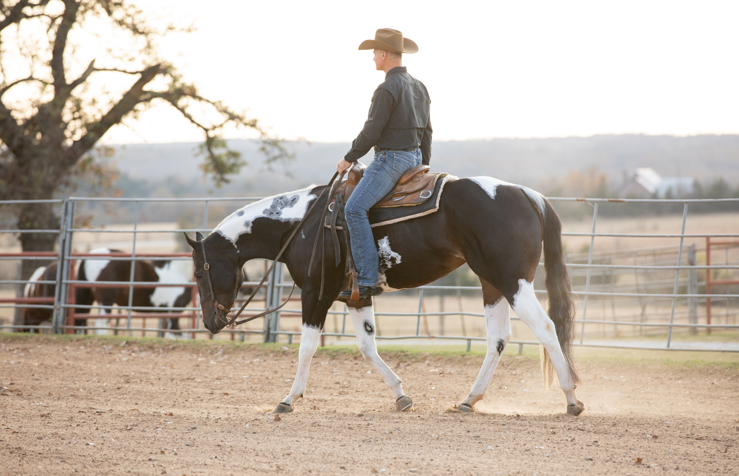 How To Ride A Western Pleasure Horse