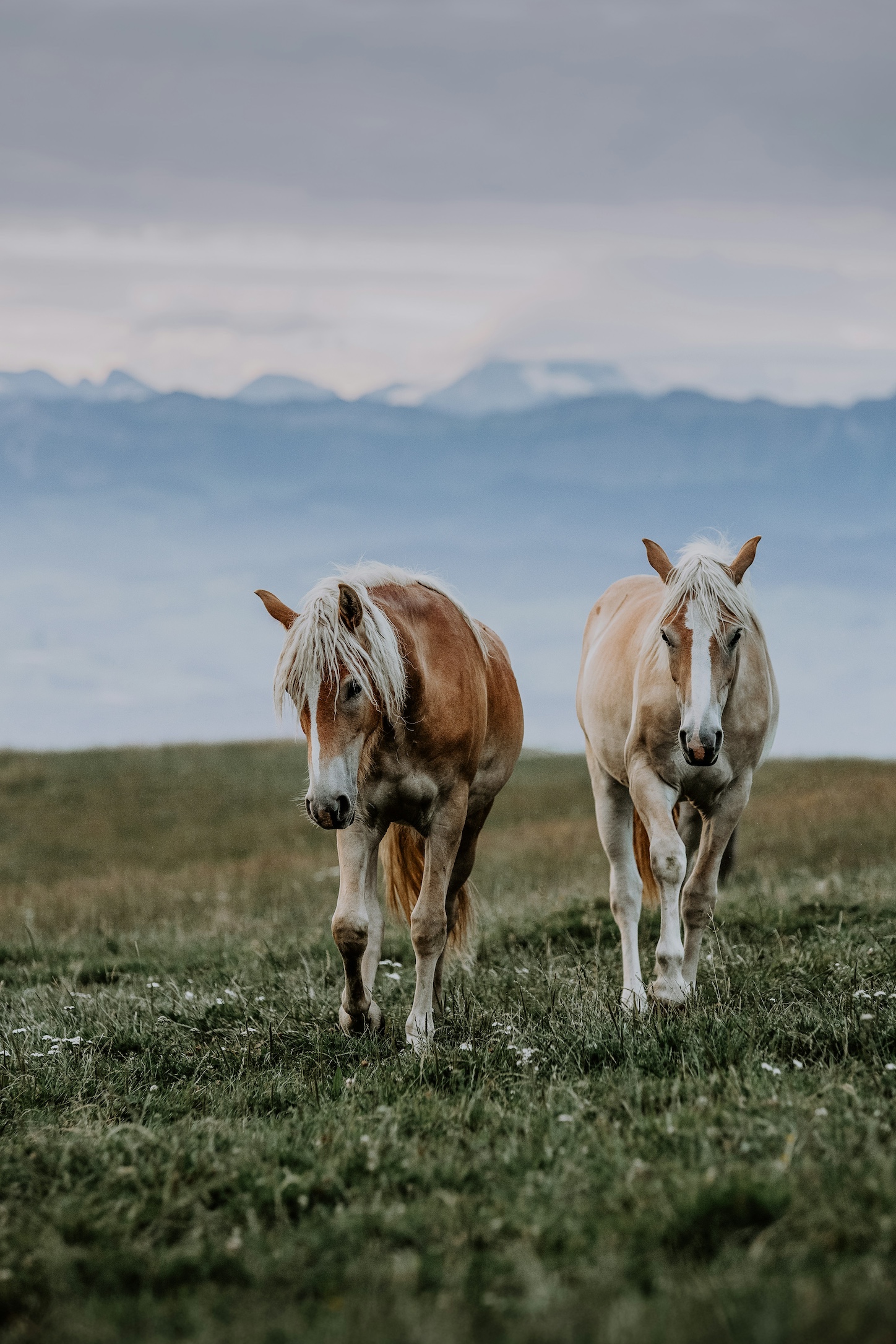 5 Sporty Pony Breeds