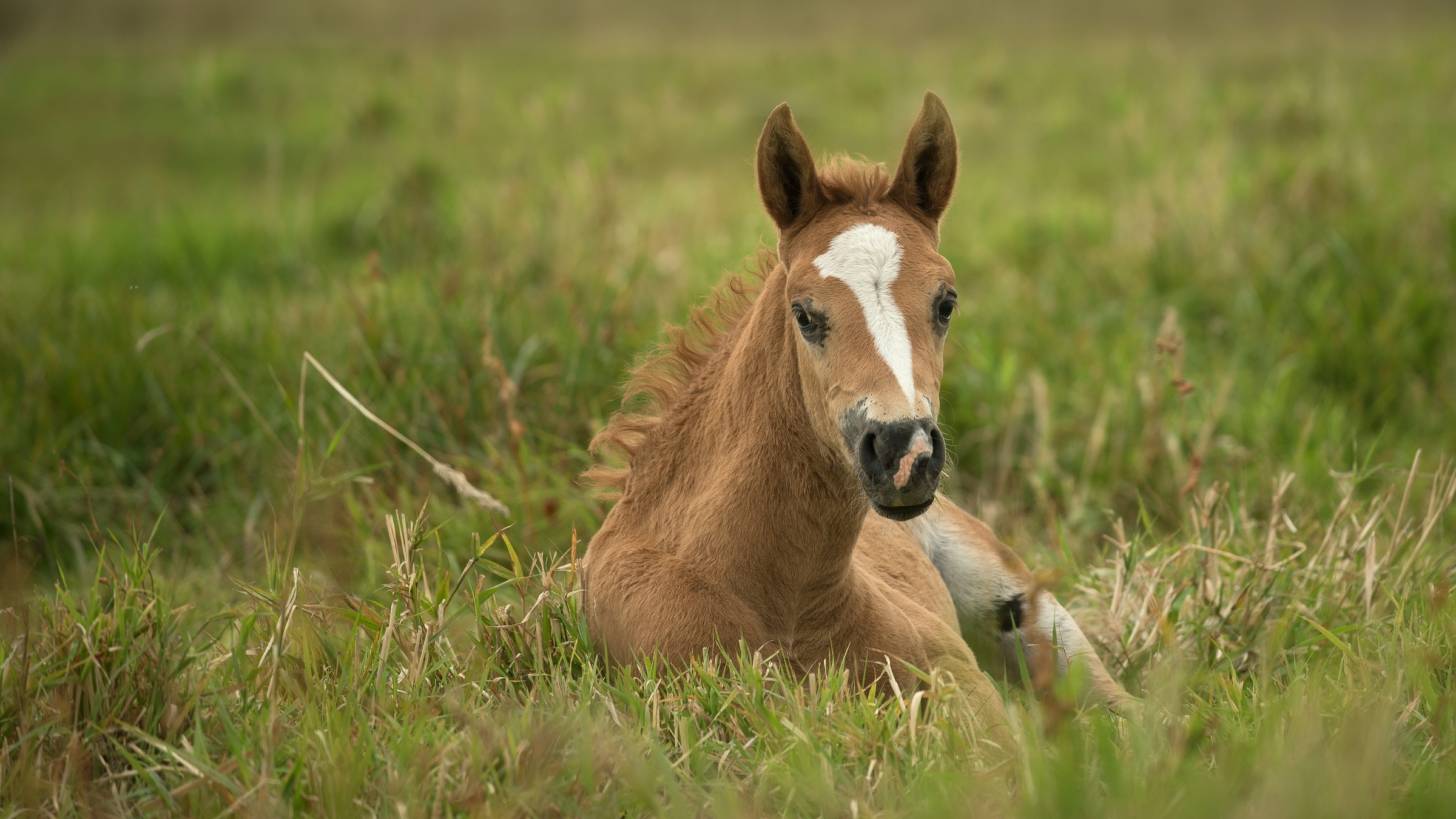 How To Name Your AQHA Foal