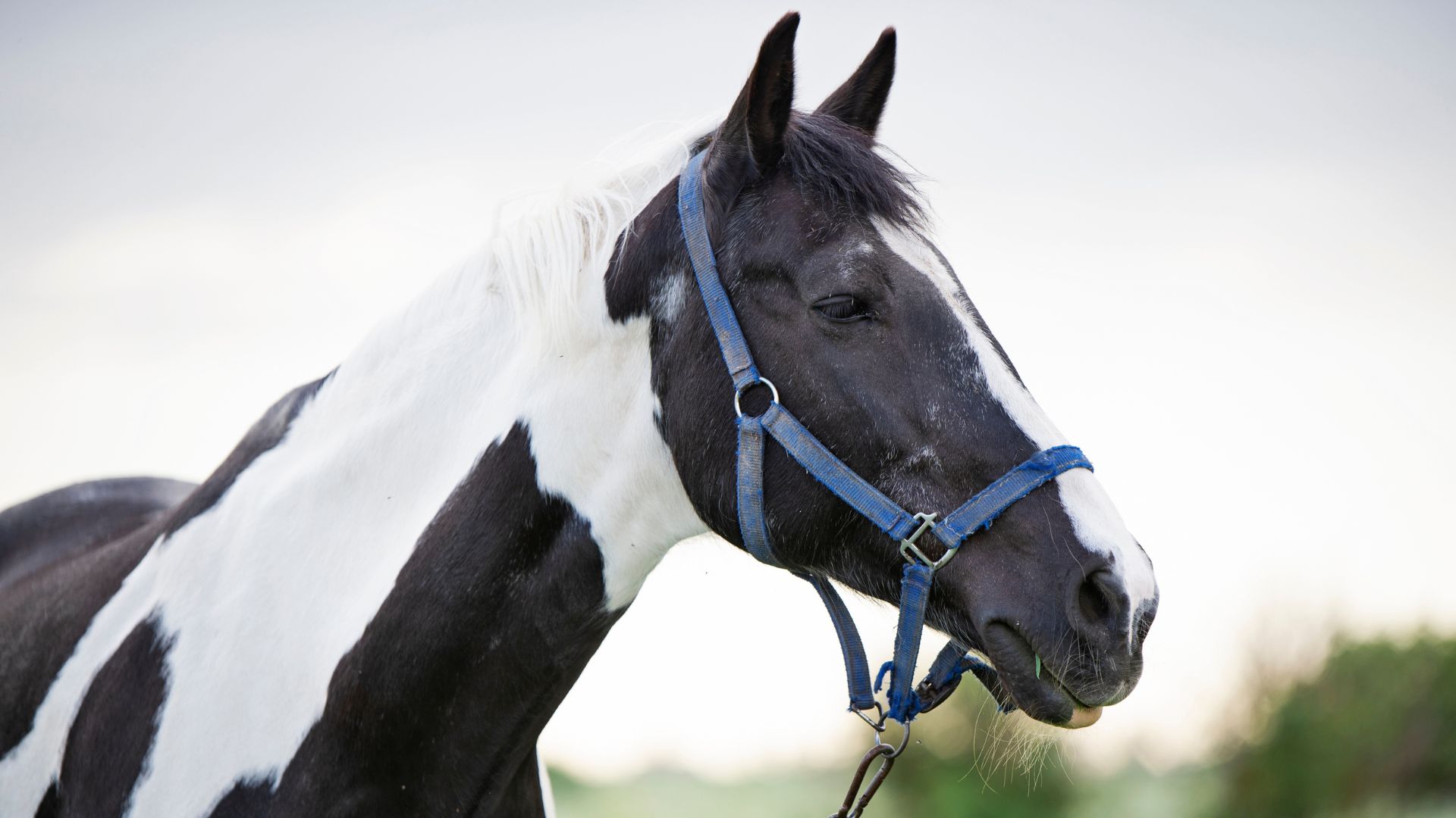 What Is A Piebald Horse?