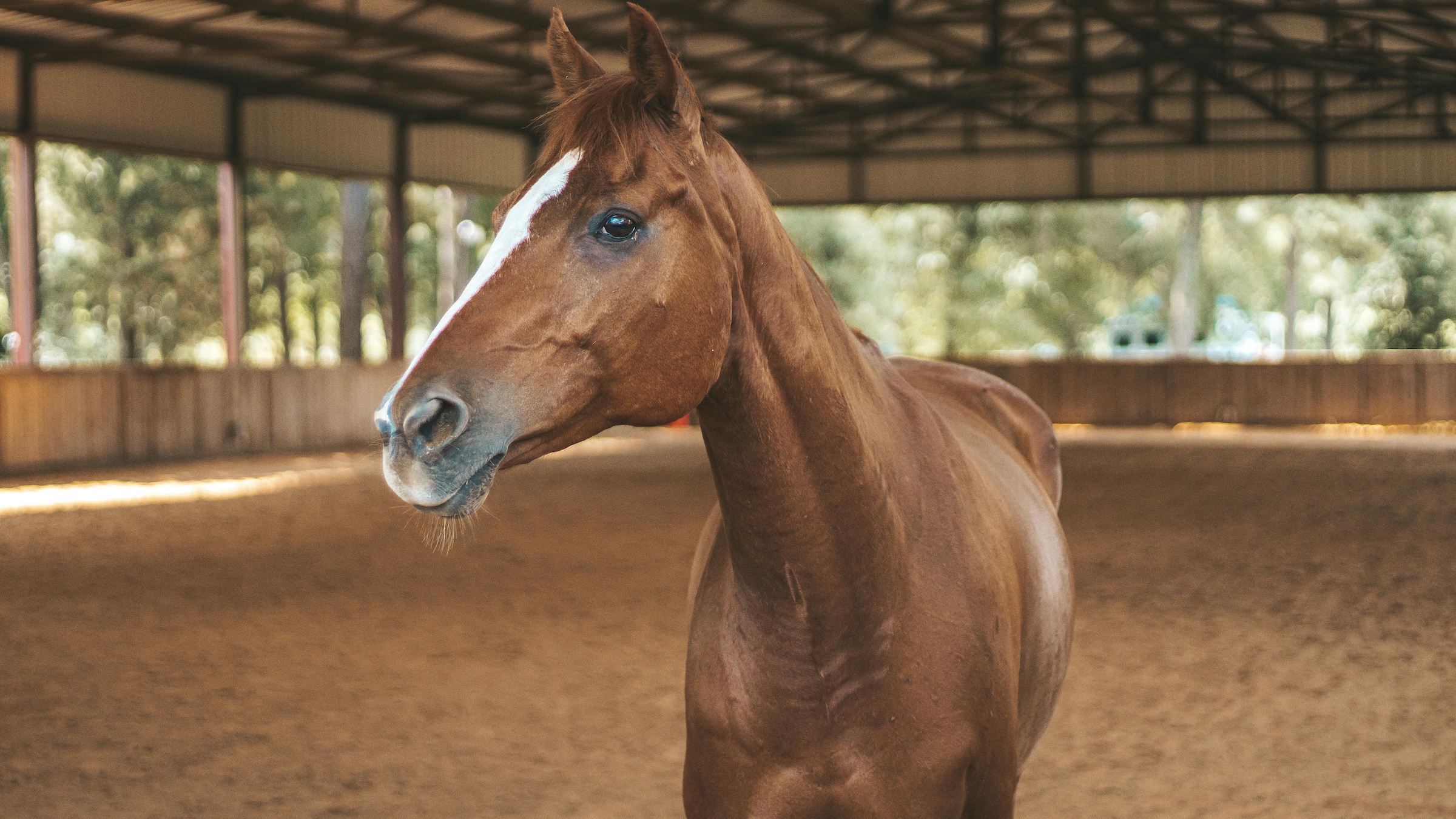 The Difference Between Sorrel And Chestnut Horses