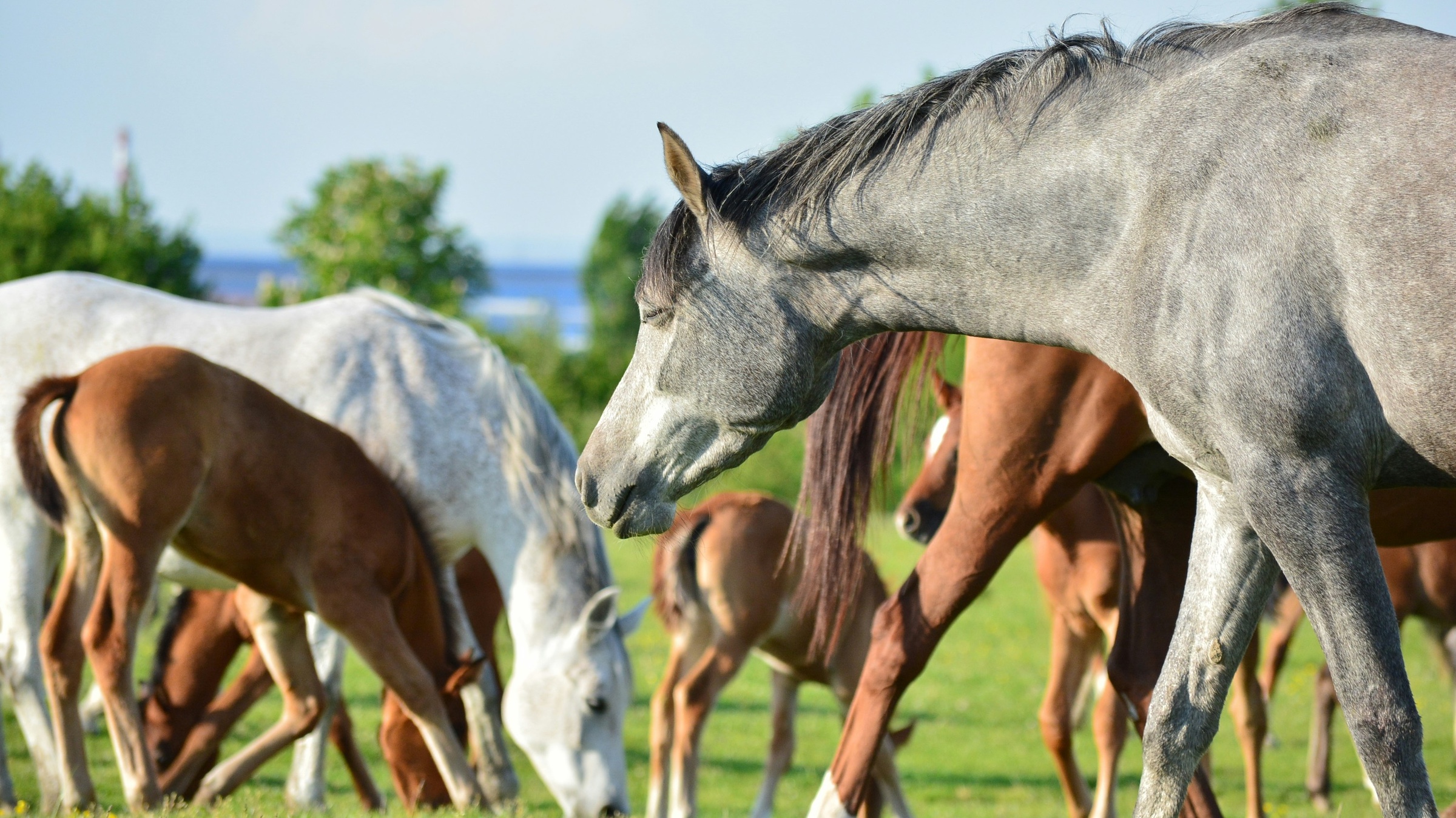 How Many Different Horse Breeds Are There?