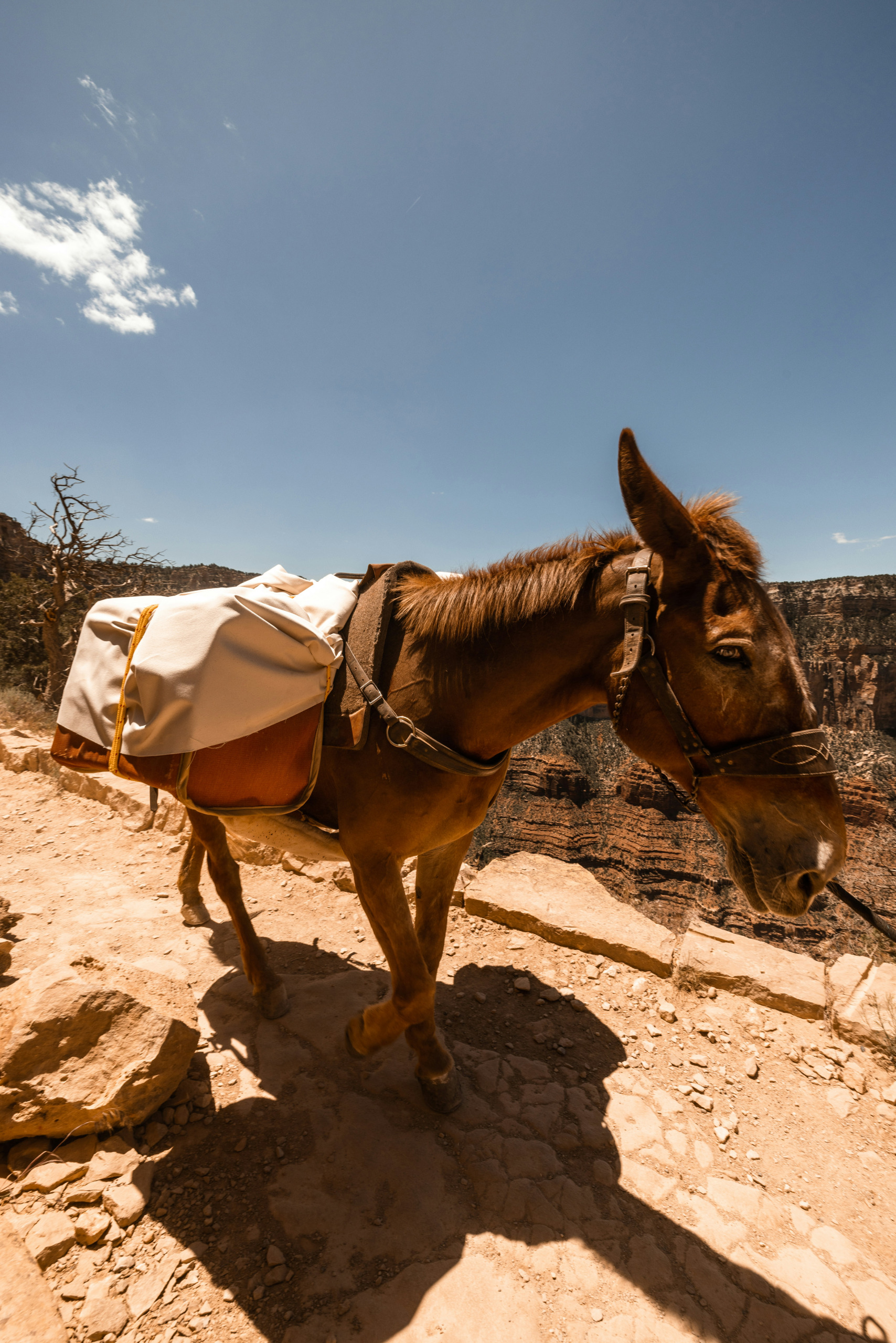 5 Fun Facts About Mule Packing