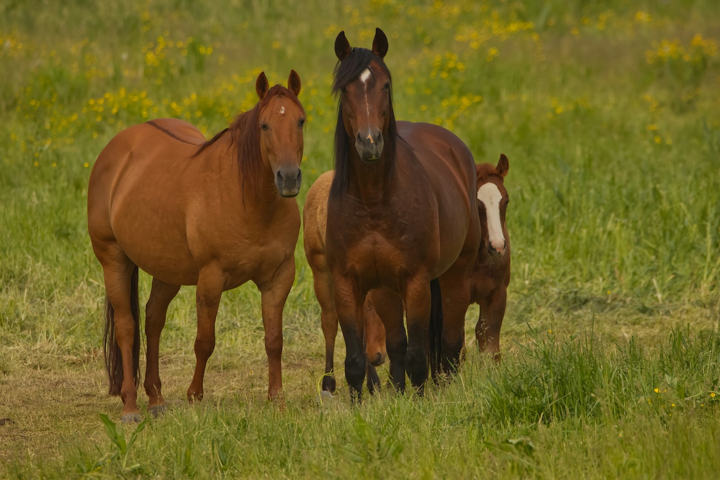 Rotational Vs Continuous Grazing For Horses