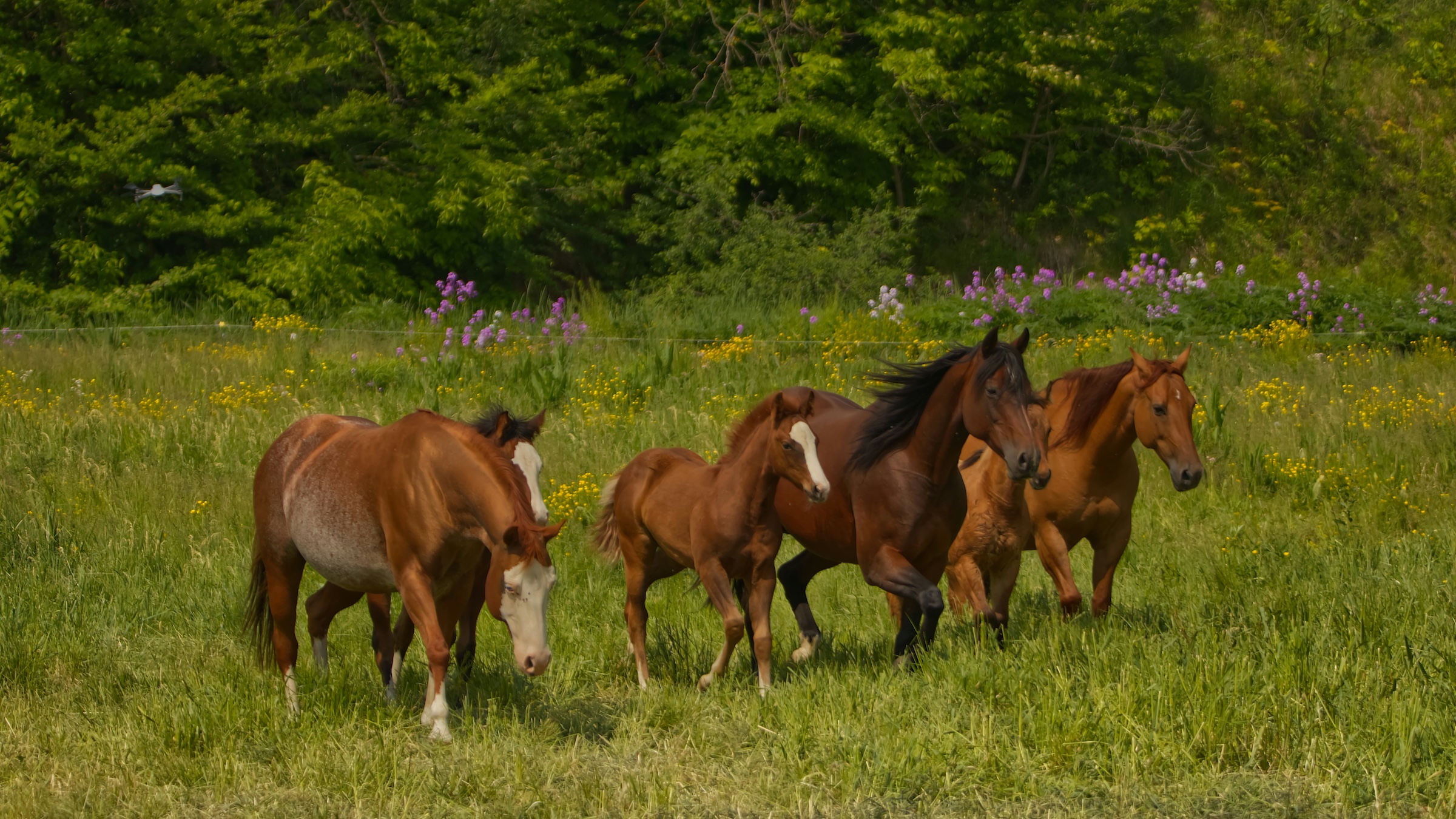 Rotational Vs Continuous Grazing For Horses