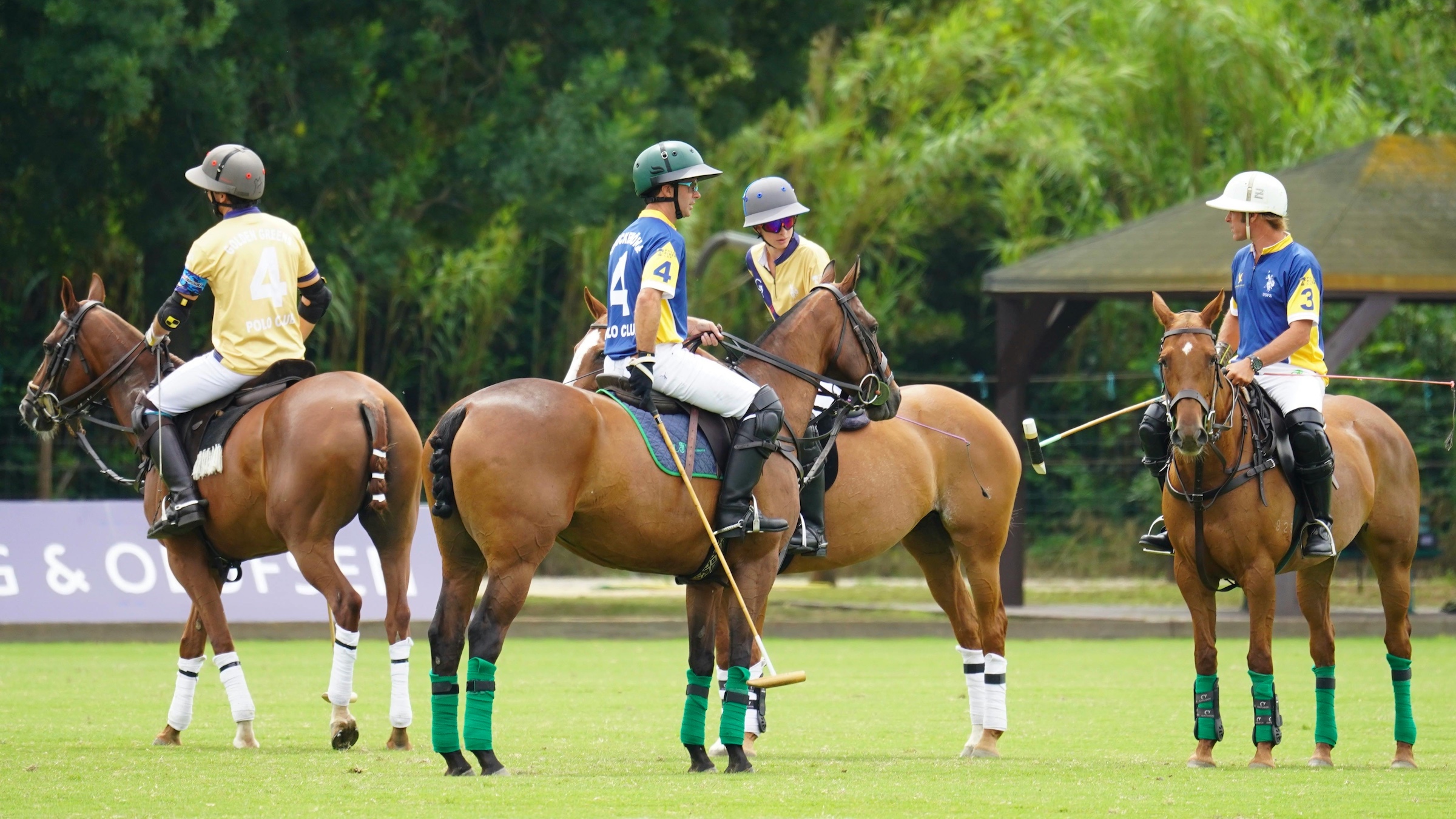 5 Fun Facts About Polo Ponies