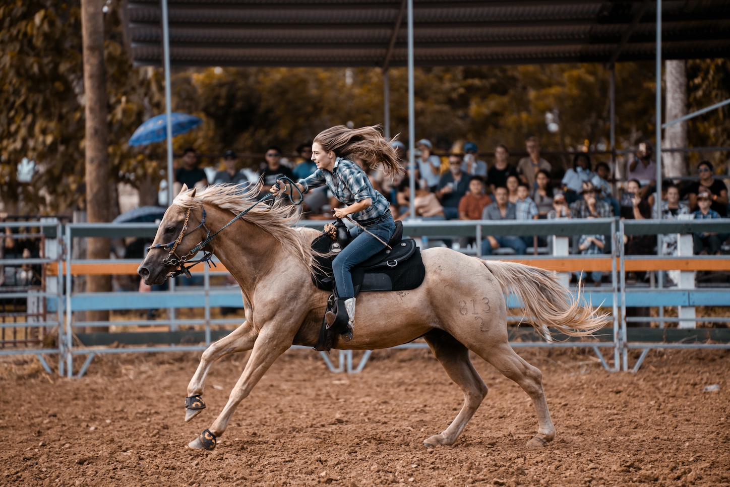 Quarter Horse Speed: How Fast Can They Run?