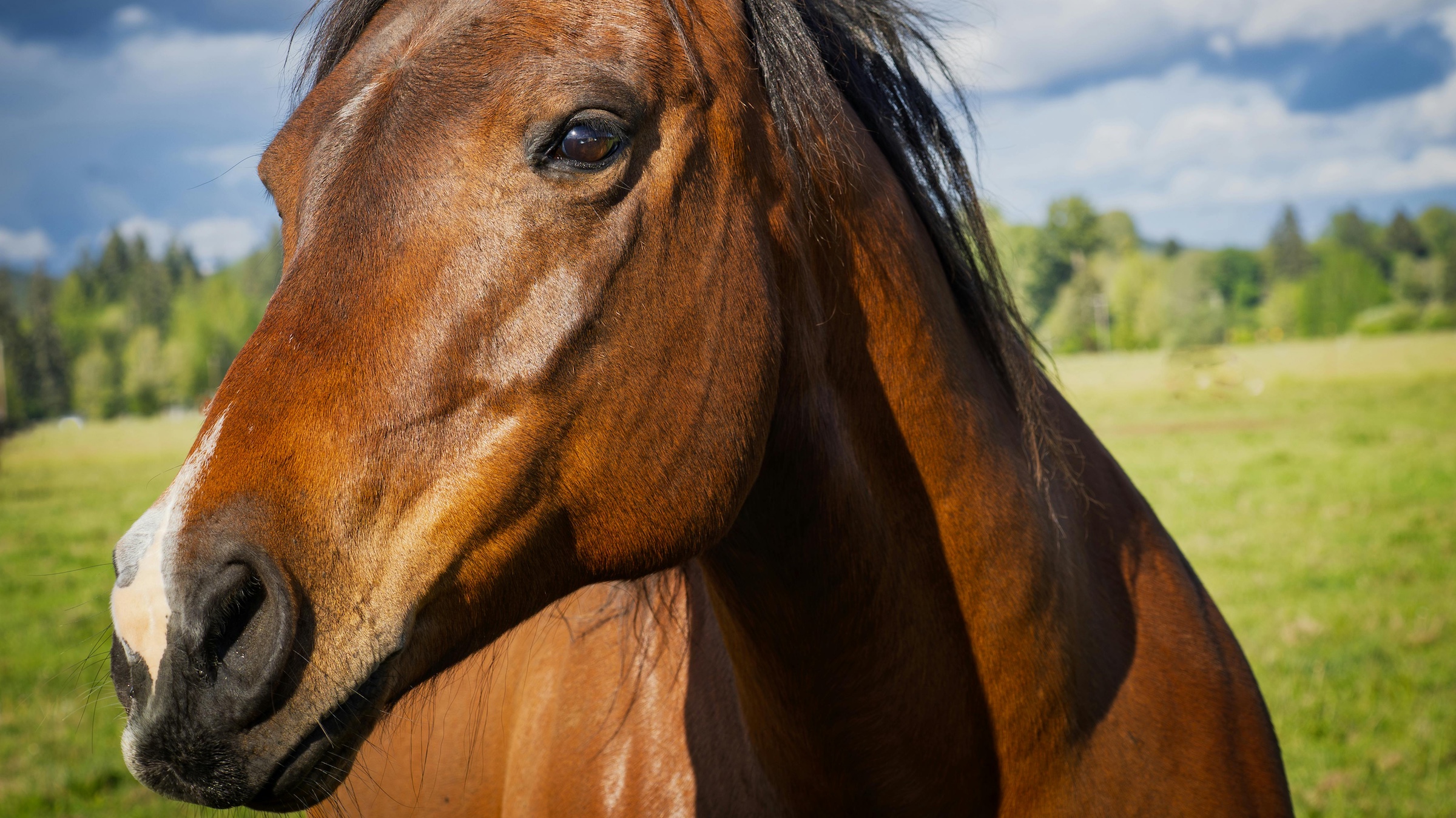 Quarter Horse Speed: How Fast Can They Run?