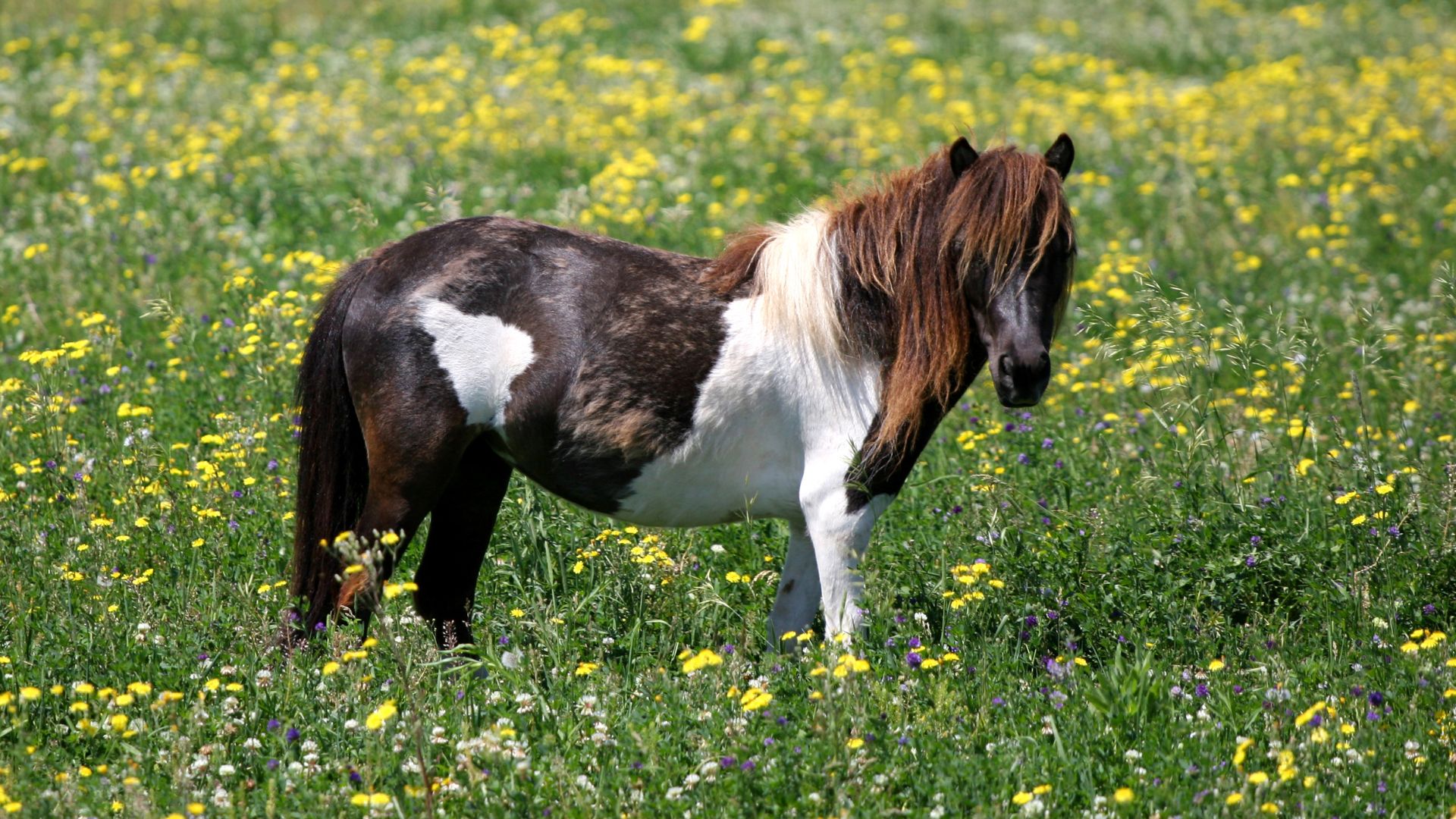 5 Fun Facts About Shetland Ponies