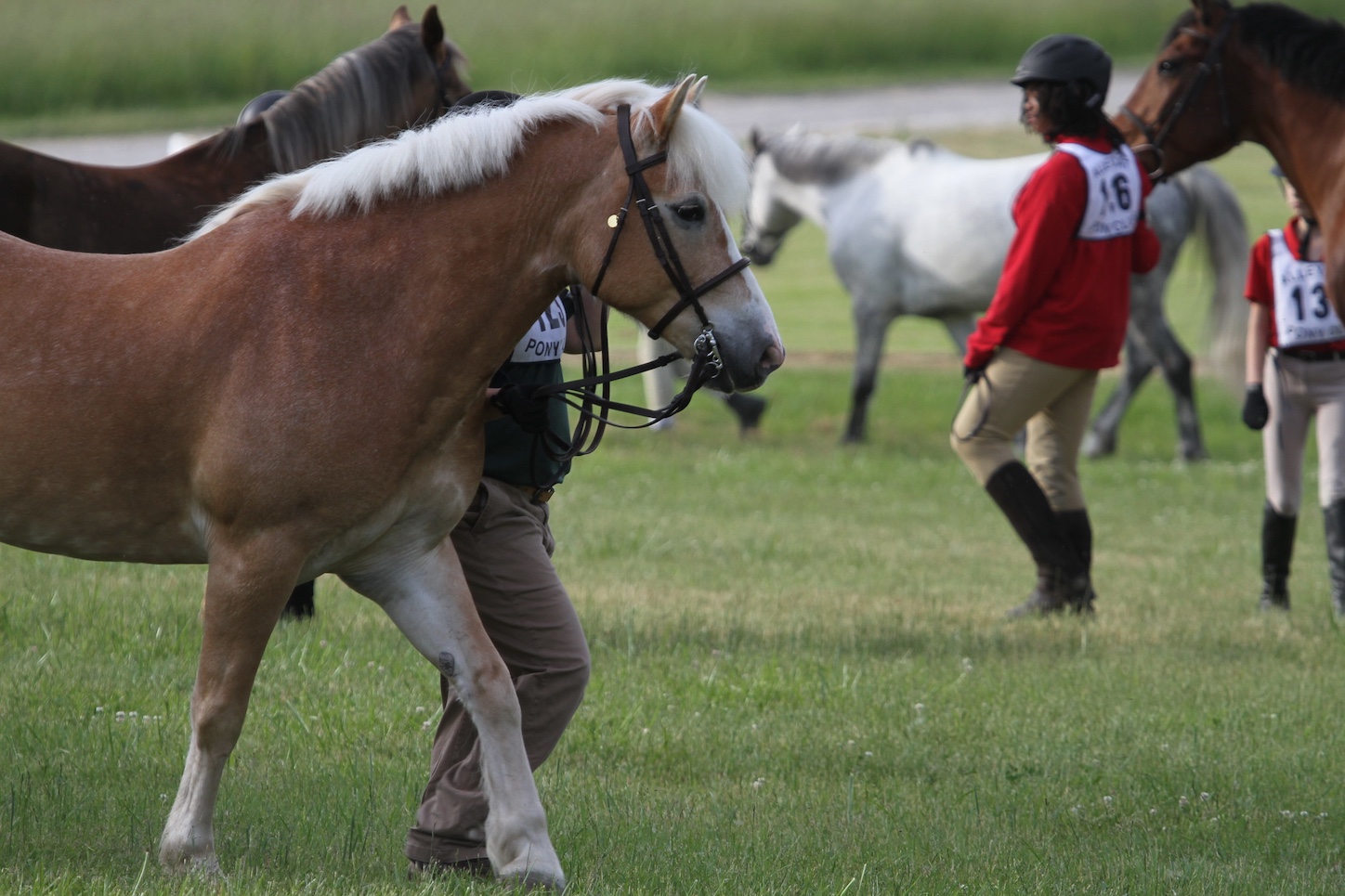 5 Fun Facts About Pony Club