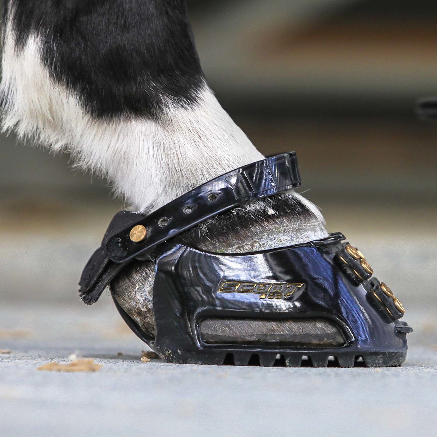 Hoof Boots Vs Traditional Horseshoes
