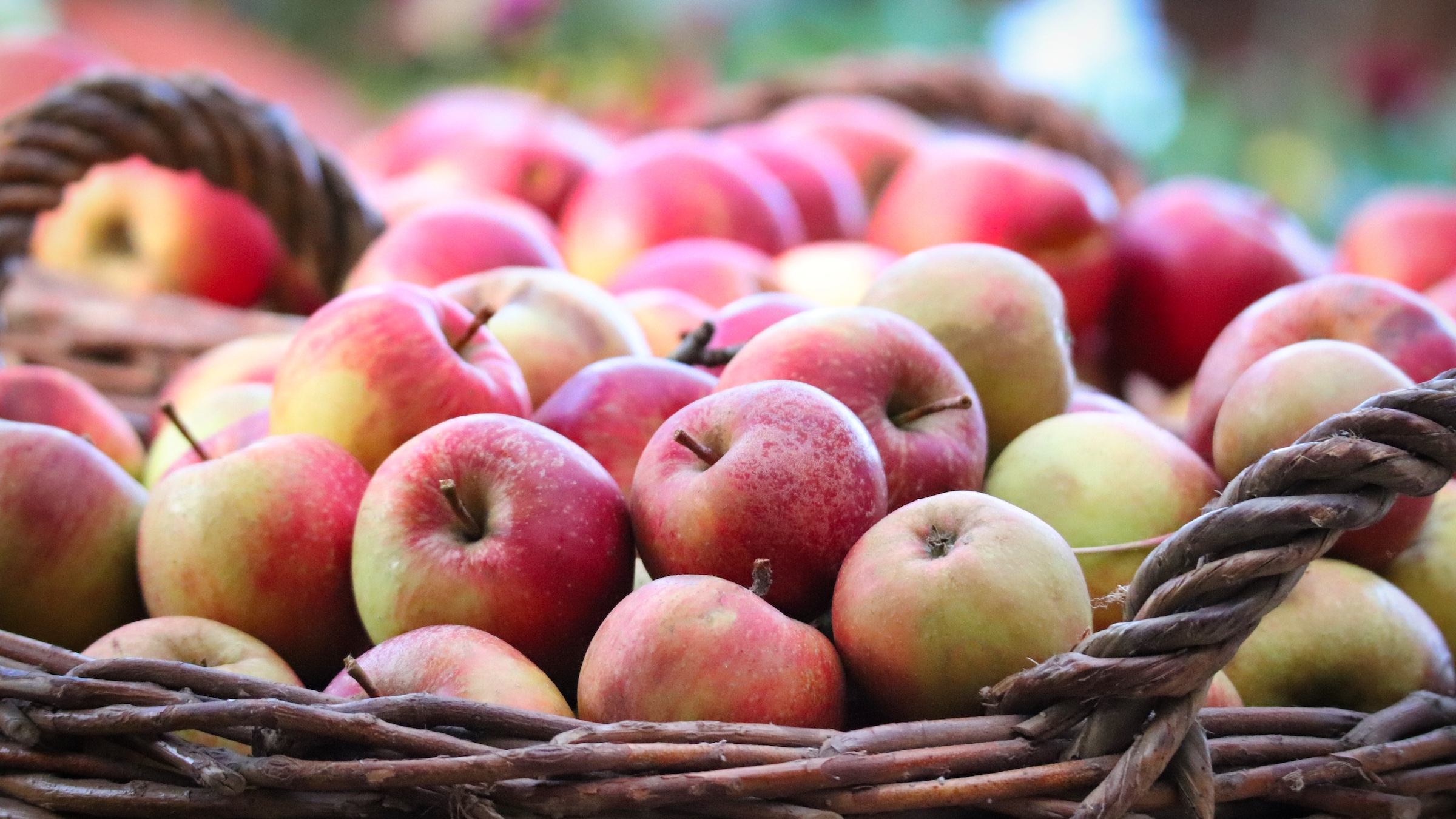 Celebrating Apple Season With Your Horse