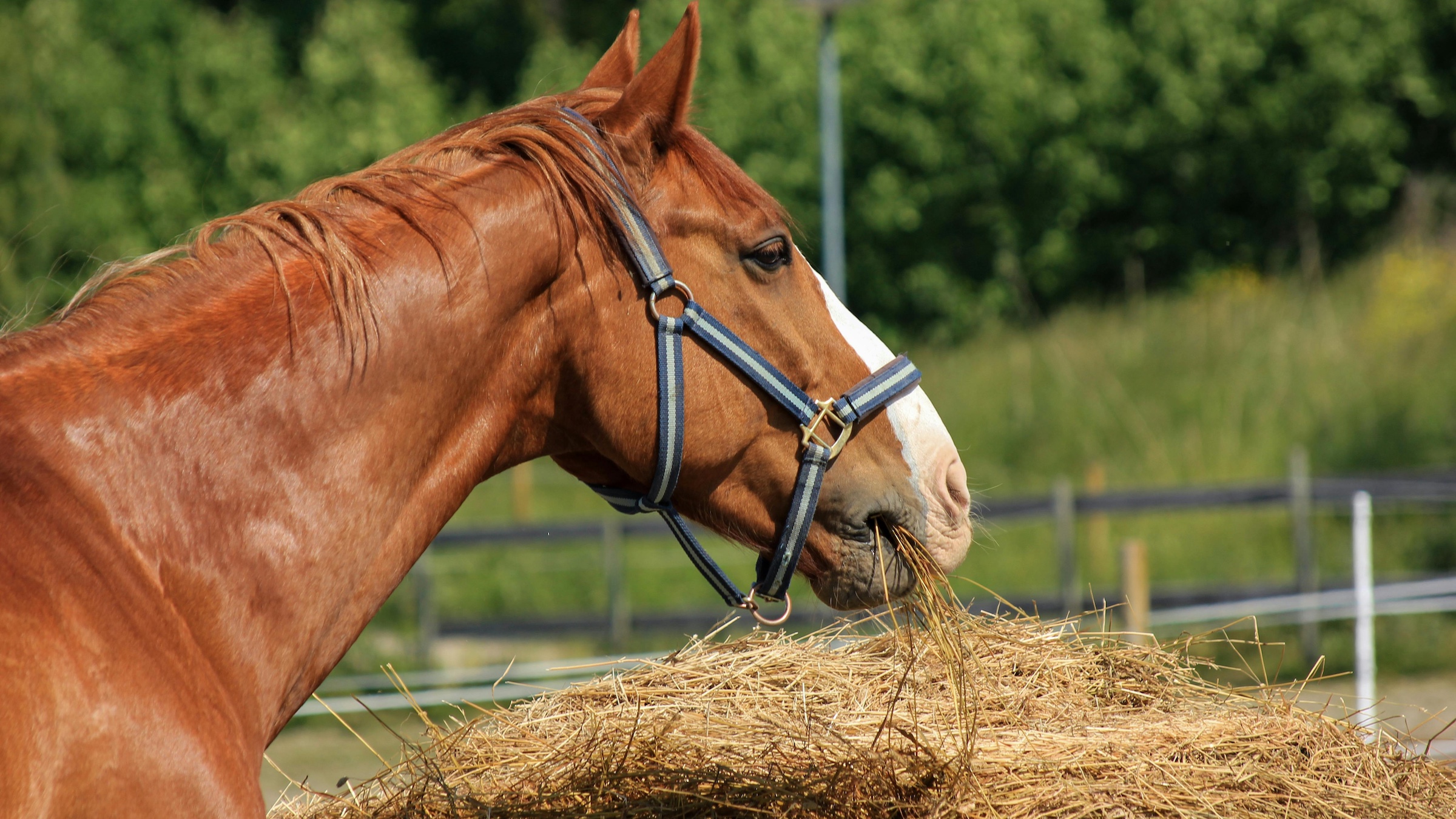 What Type of Hay Should Your Horse Eat?