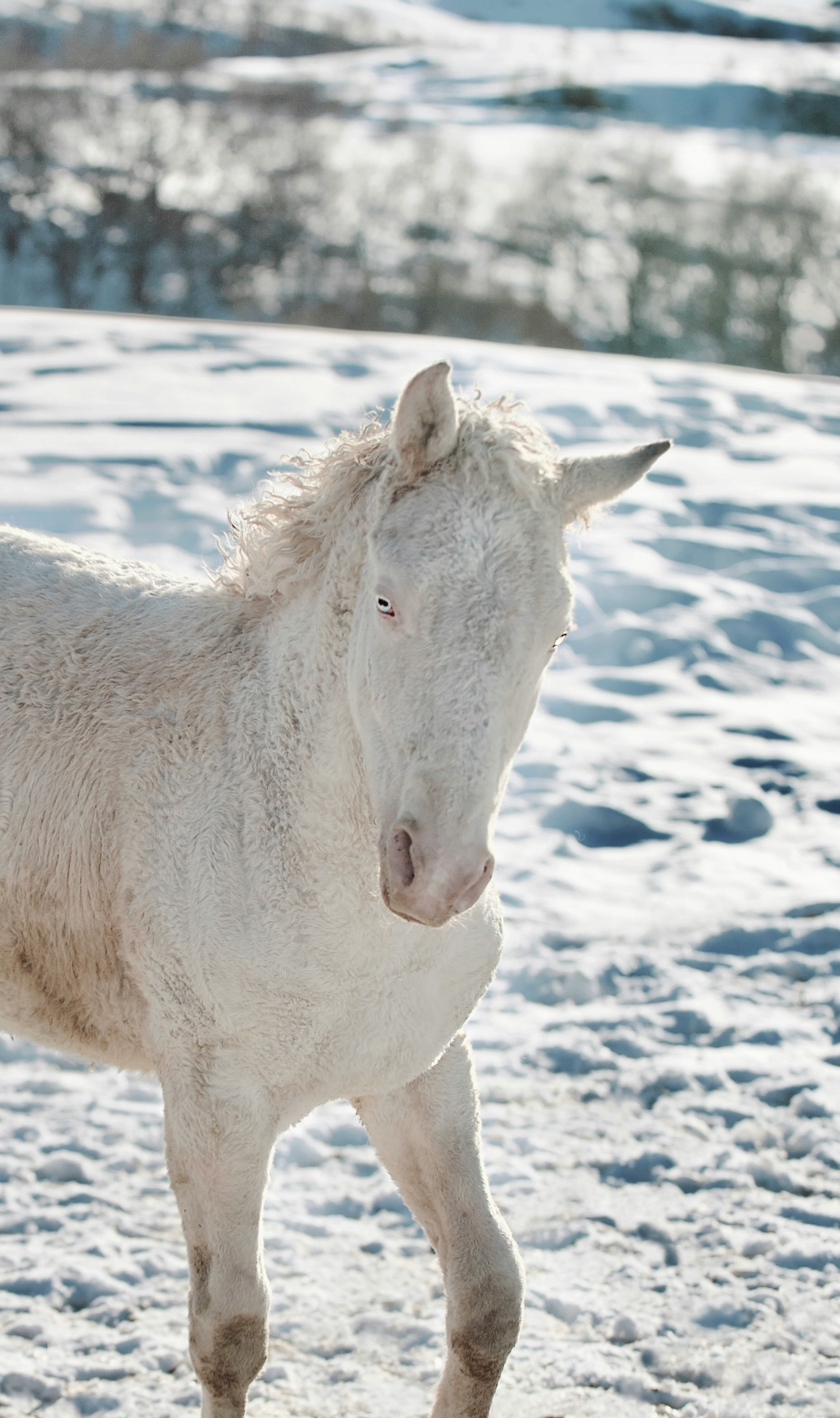 The World’s Most Unique Horse Breeds