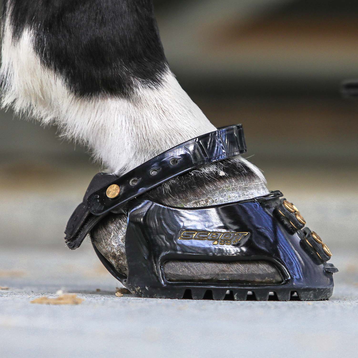 Scootboot: The Hoof Boot Redefining Performance And Care