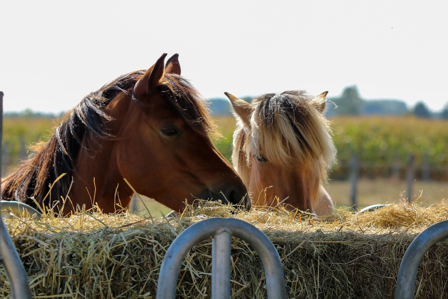 How To Avoid Hay Waste