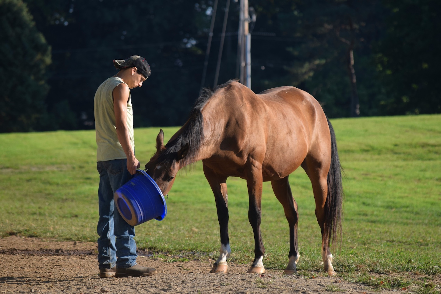 5 Additives For Your Horse's Feed