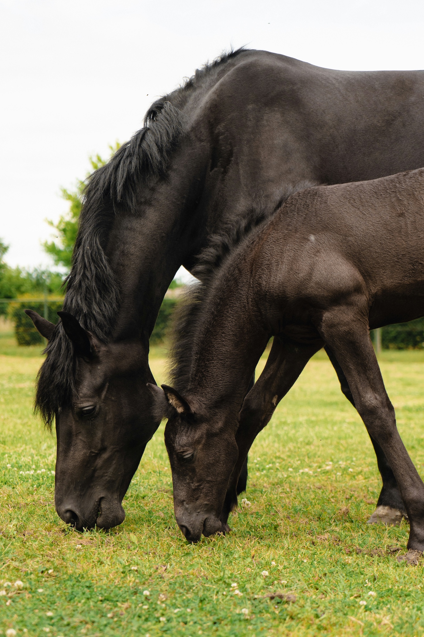 Should You Breed Your Mare?