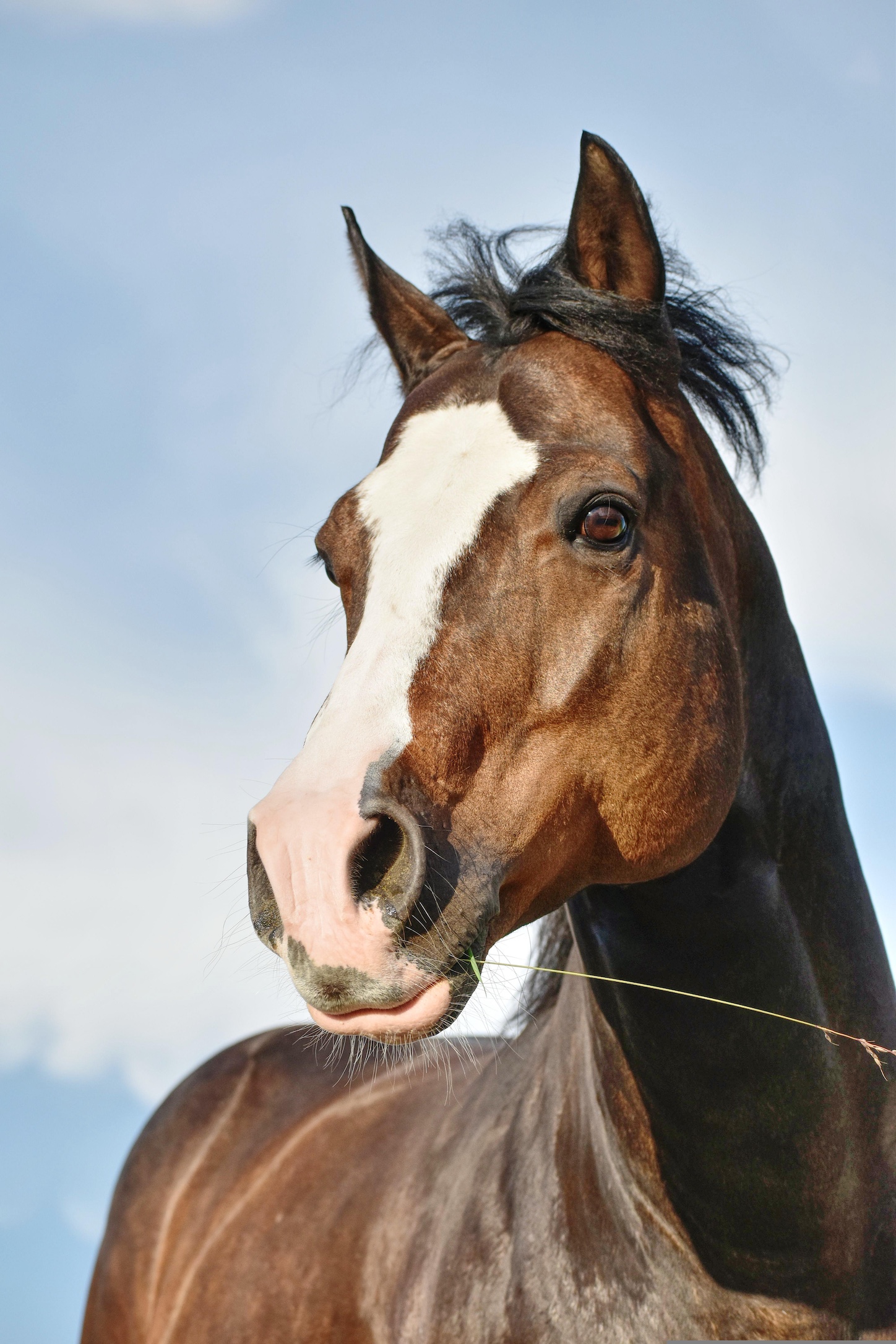 5 Characteristics Of An Appendix Horse