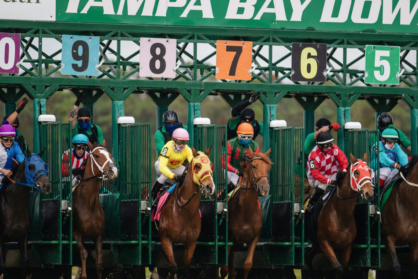 The Key Differences Between Quarter Horse and Thoroughbred Racing