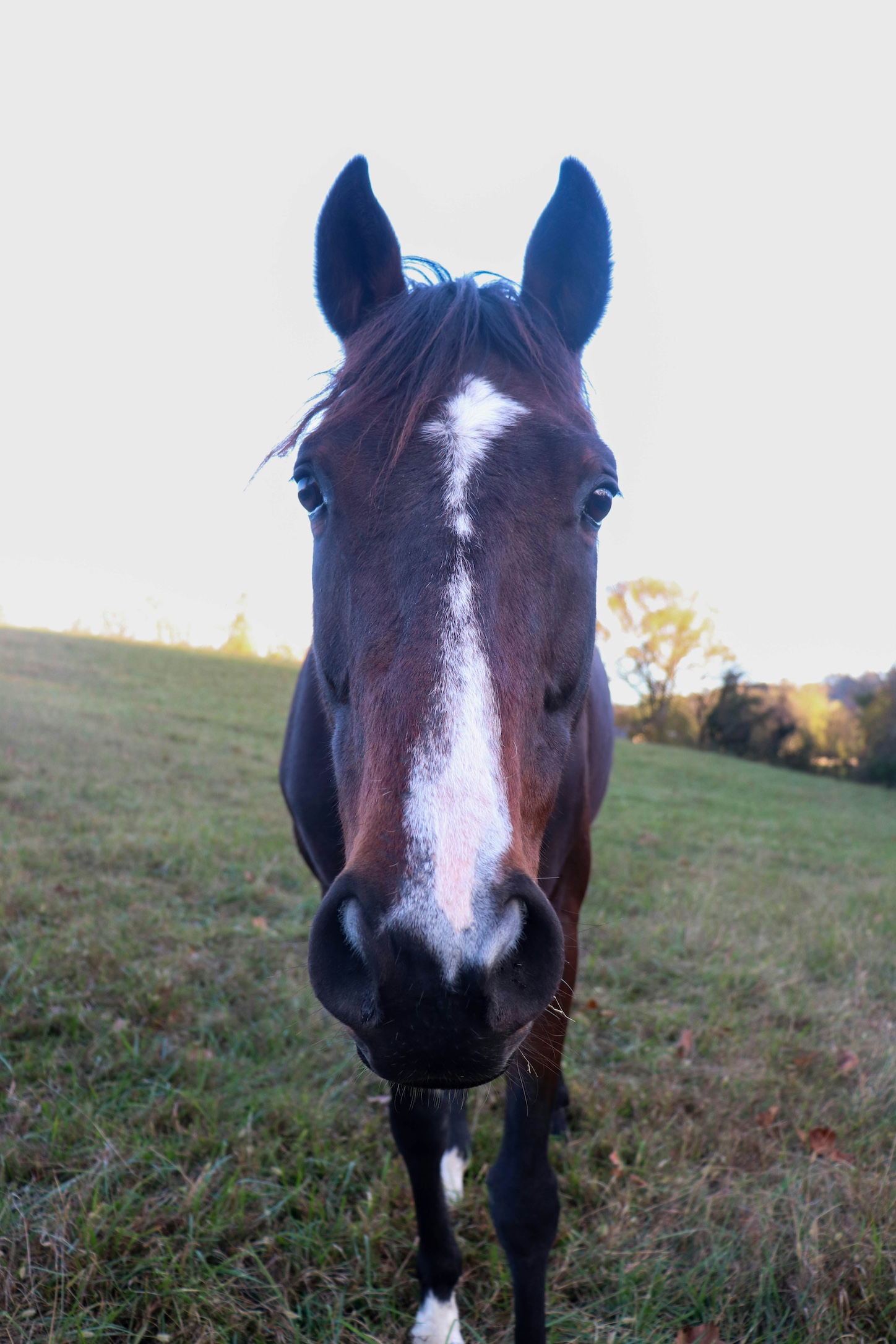 How To Make Spring Pasture Last Longer